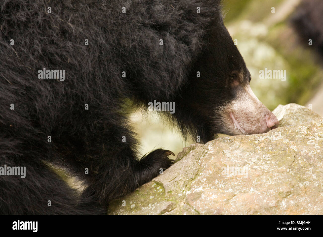 Sloth Bear in Berlin Zoo, Germany Stock Photo - Alamy