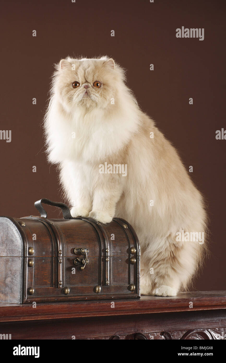 Persian cat - standing Stock Photo - Alamy