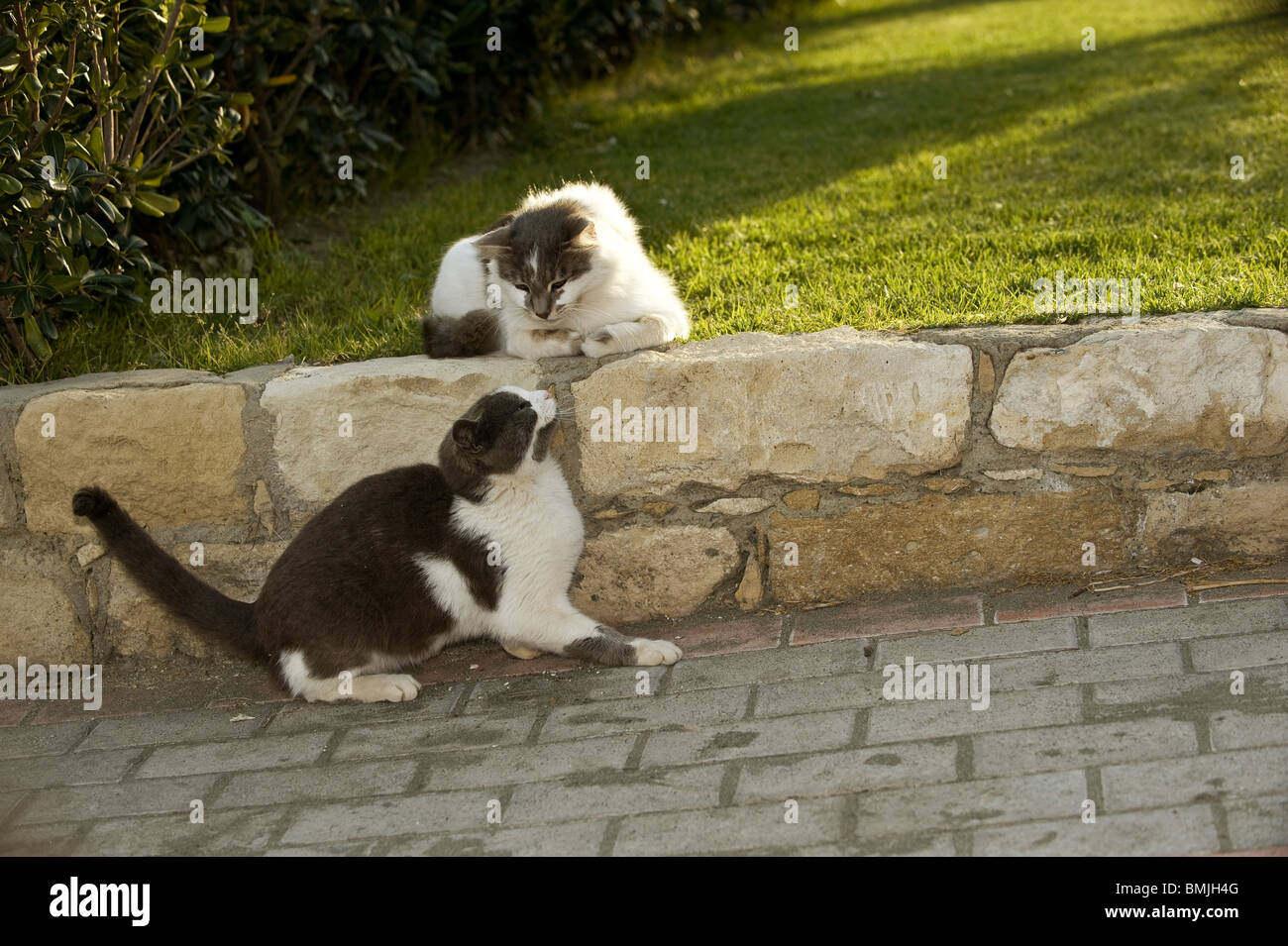 two young male cats at wall Stock Photo - Alamy