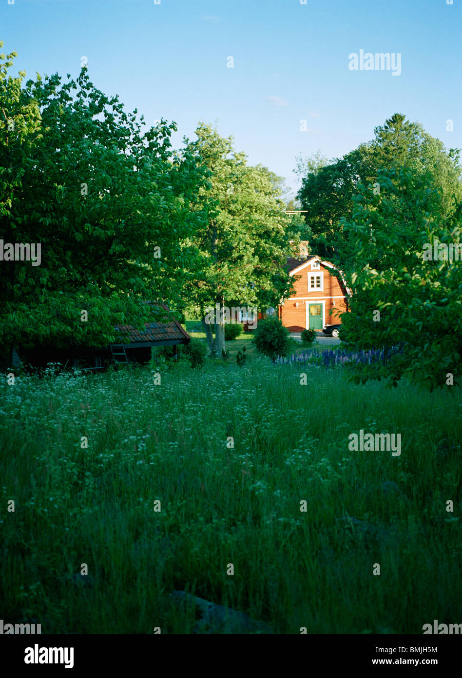 Summer summers lush hi-res stock photography and images - Alamy