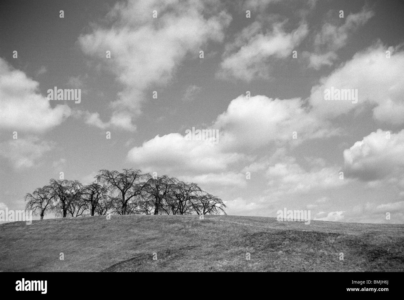 View of landscape with trees Stock Photo - Alamy