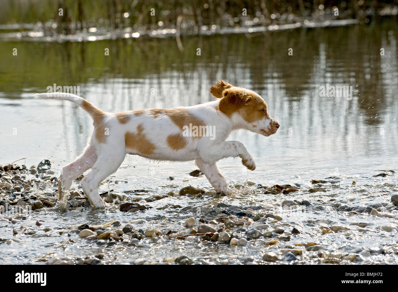 Half breed spaniel hi-res stock photography and images - Alamy