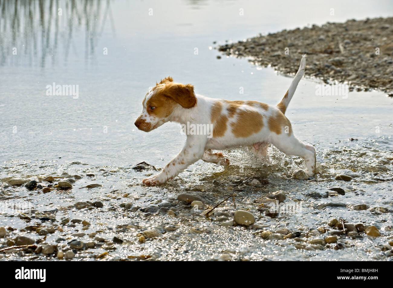 Little half breed dog walks hi-res stock photography and images - Alamy