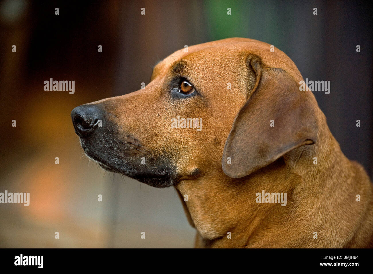 Rhodesian Ridgeback dog - portrait Stock Photo - Alamy