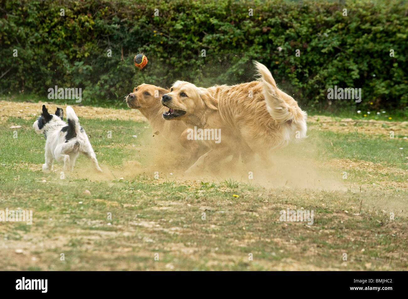 different dogs - playing Stock Photo - Alamy