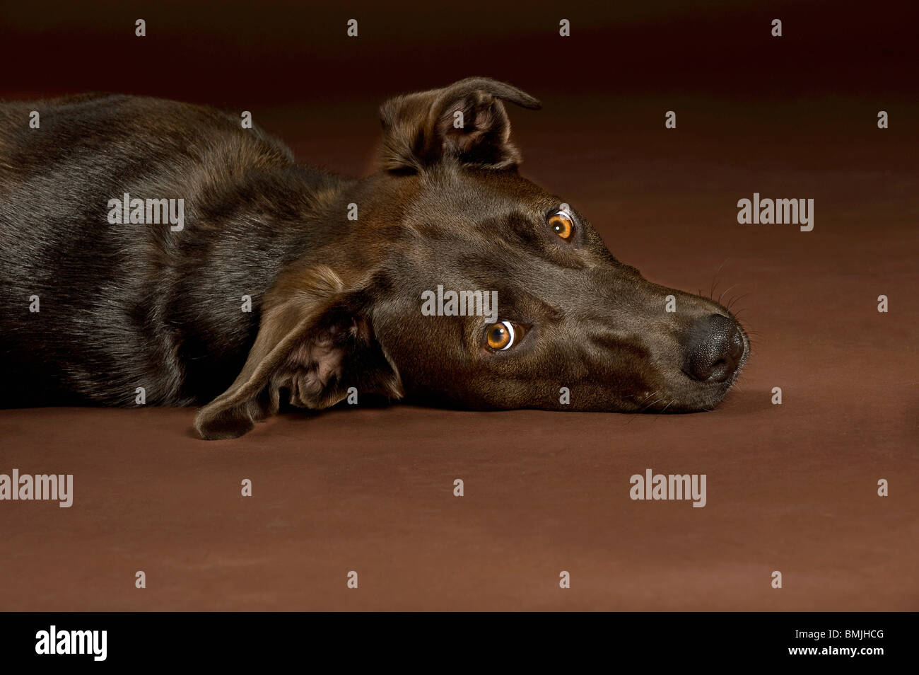 half breed dog (German Shorthaired Pointer/Harz Fox dog) - lying Stock ...