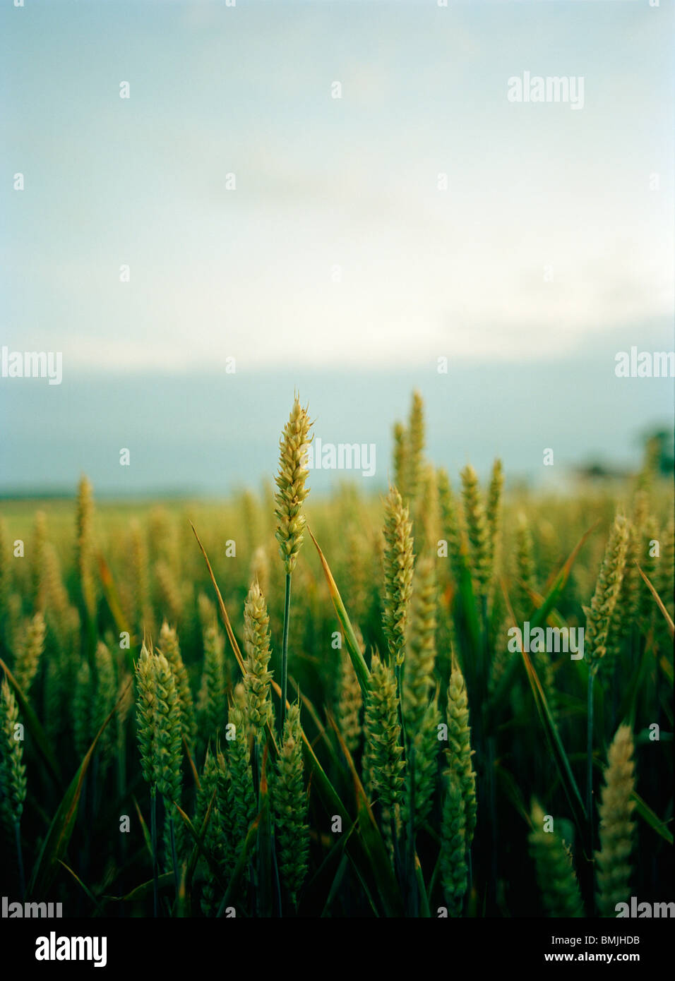 Corn field at dusk hi-res stock photography and images - Alamy