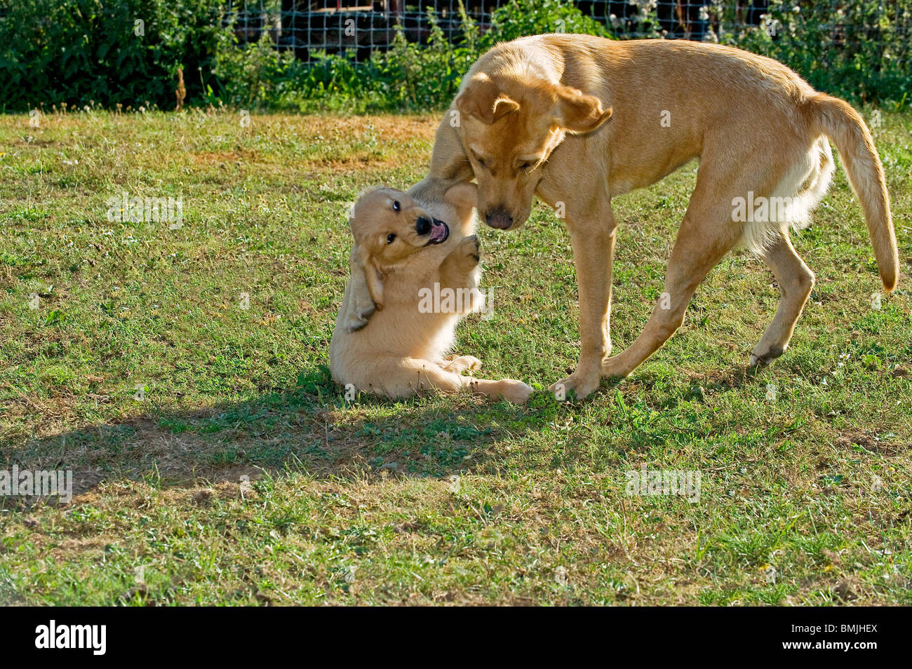 female Labrador Retriever dog and puppy - playing on meadow Stock Photo ...