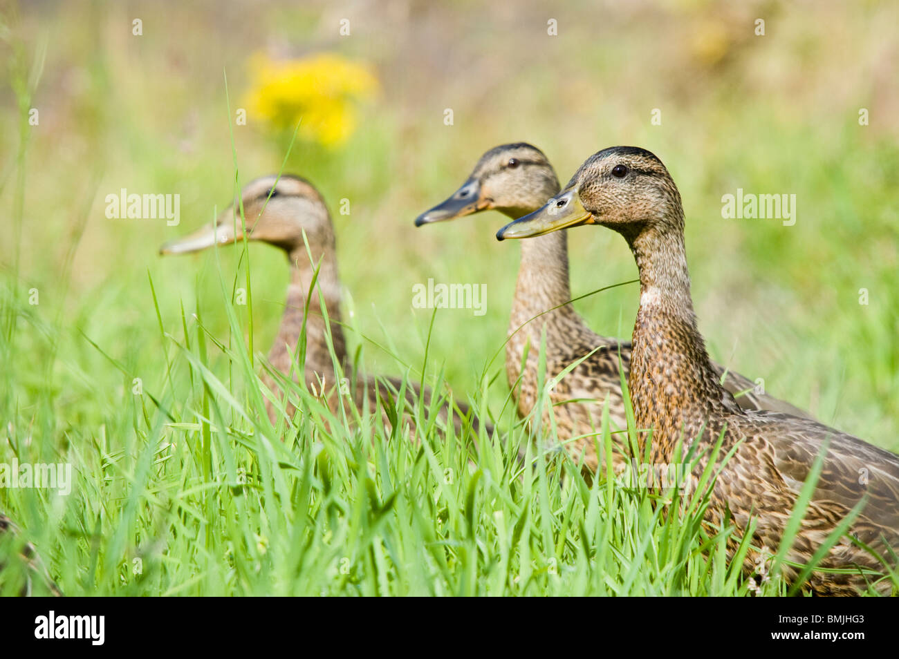 Female Mallard Ducks Anas platyrhynchos Lake District UK Stock Photo ...
