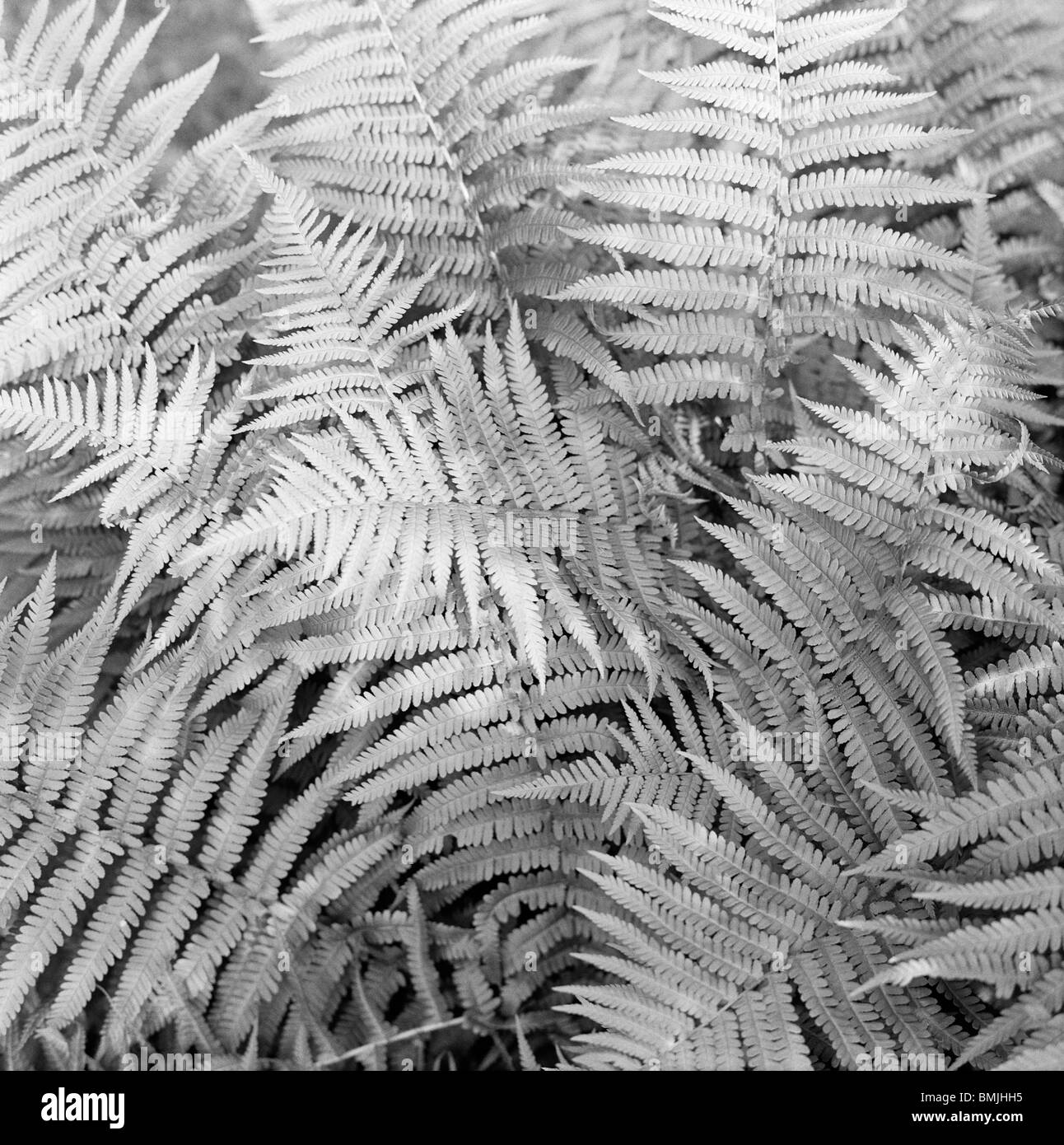 Swedish fern Black and White Stock Photos & Images - Alamy
