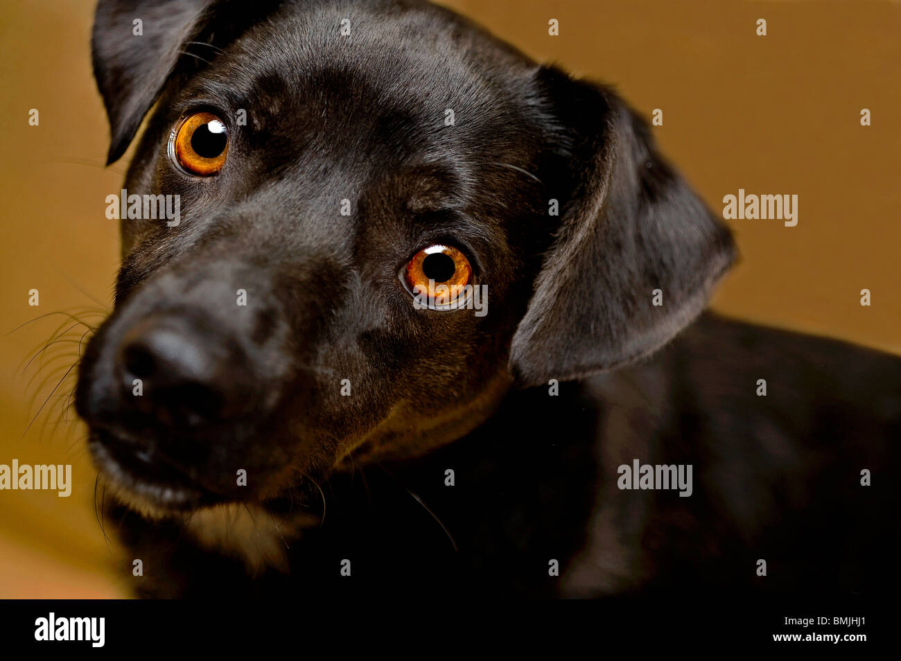 half breed dog - portrait Stock Photo - Alamy