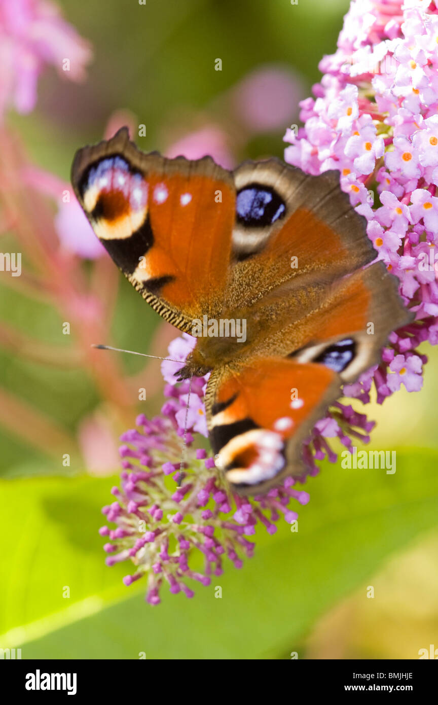 European peacock butterfly hi-res stock photography and images - Alamy