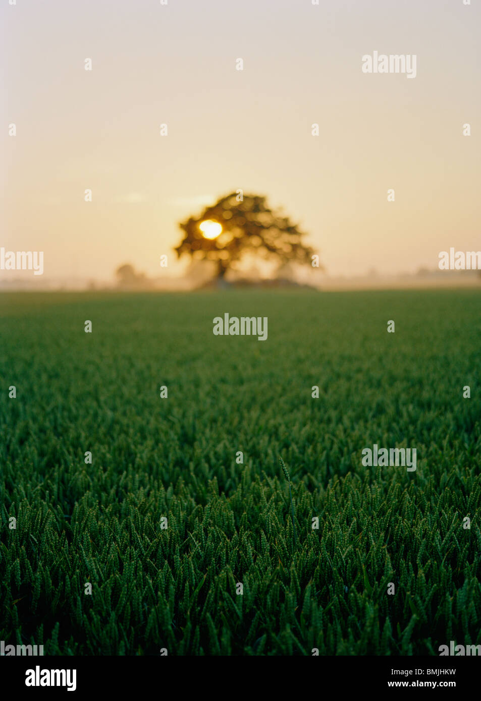 Sweden fields hi-res stock photography and images - Alamy