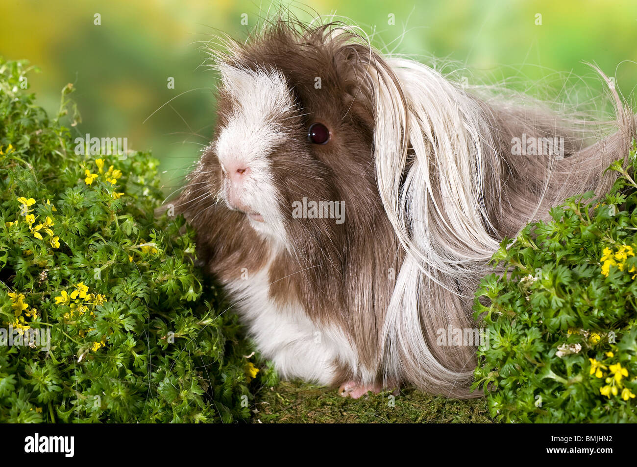 Angora guinea pig hi-res stock photography and images - Alamy