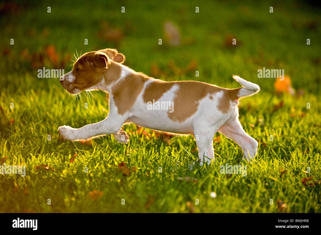 half breed dog - puppy on meadow Stock Photo - Alamy