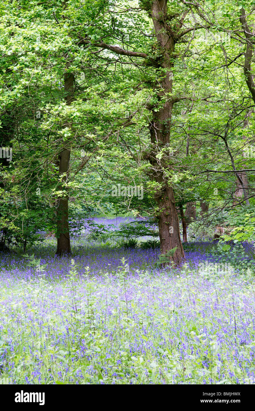 Typical bluebell woods in the New Forest National Park, Hampshire ...