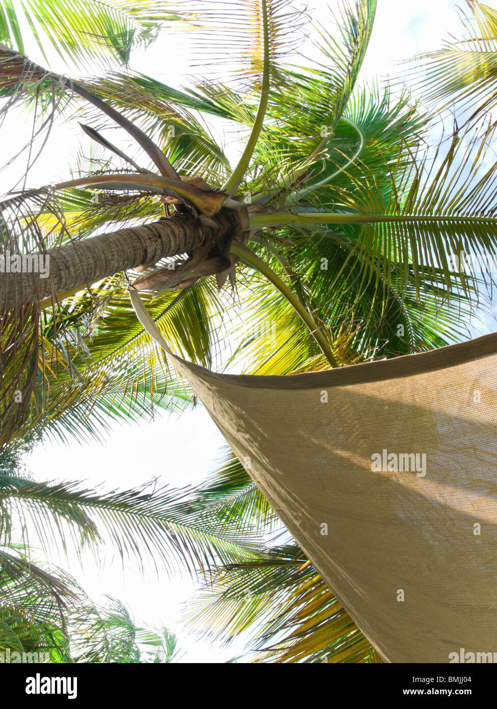 Trees From Below High Resolution Stock Photography and Images - Alamy