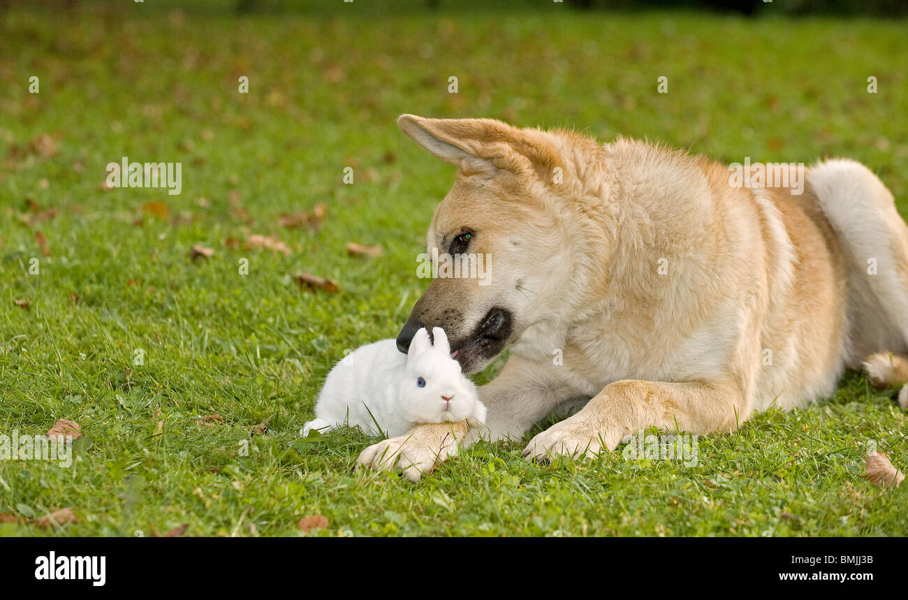 Dwarf polish rabbit hi-res stock photography and images - Alamy