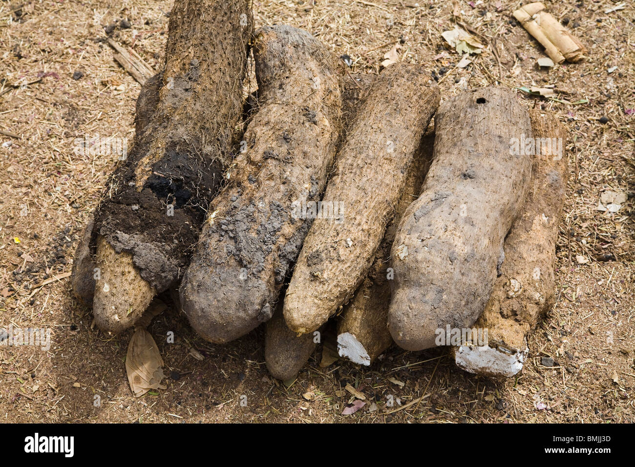 Tapioca west africa hi-res stock photography and images - Alamy