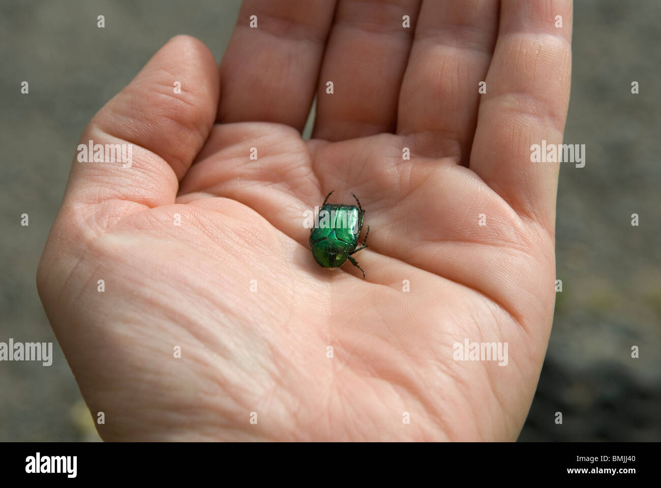 Human hand holding beetle, close-up Stock Photo - Alamy