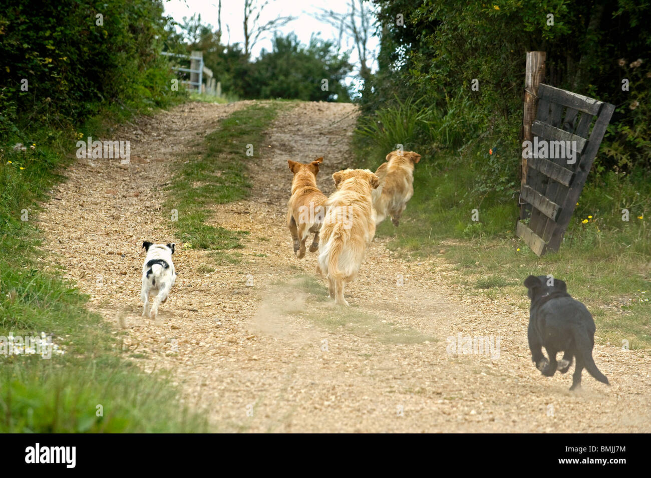 different dogs - running Stock Photo - Alamy