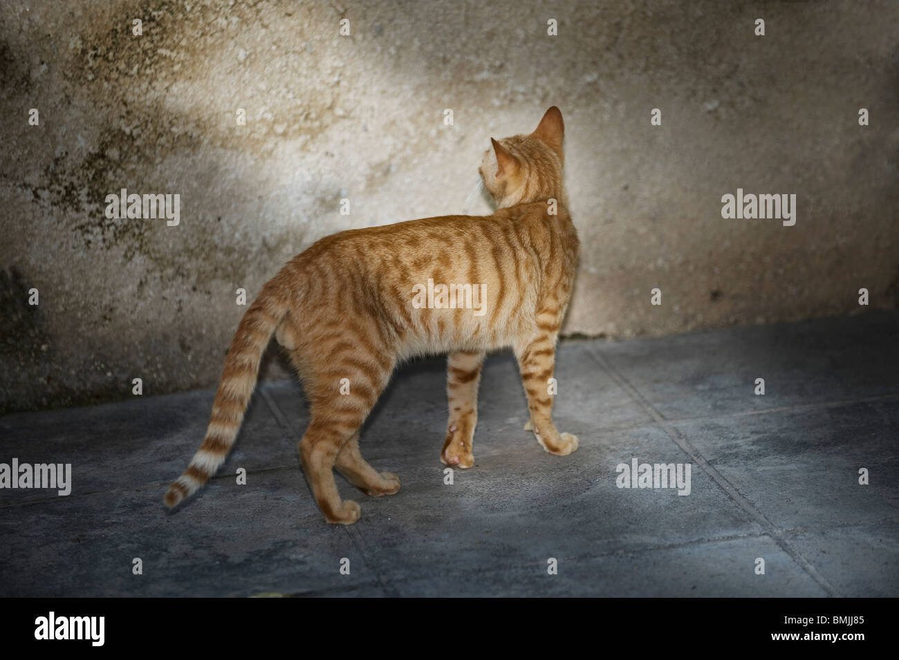 Tabby cat night outside hi-res stock photography and images - Alamy