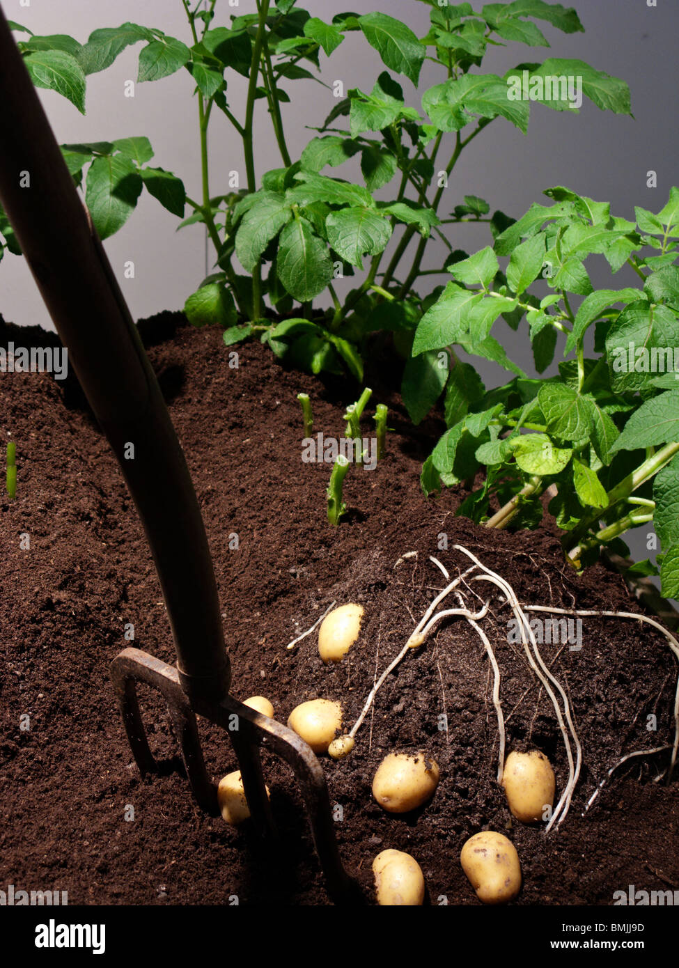 Root potato hi-res stock photography and images - Alamy
