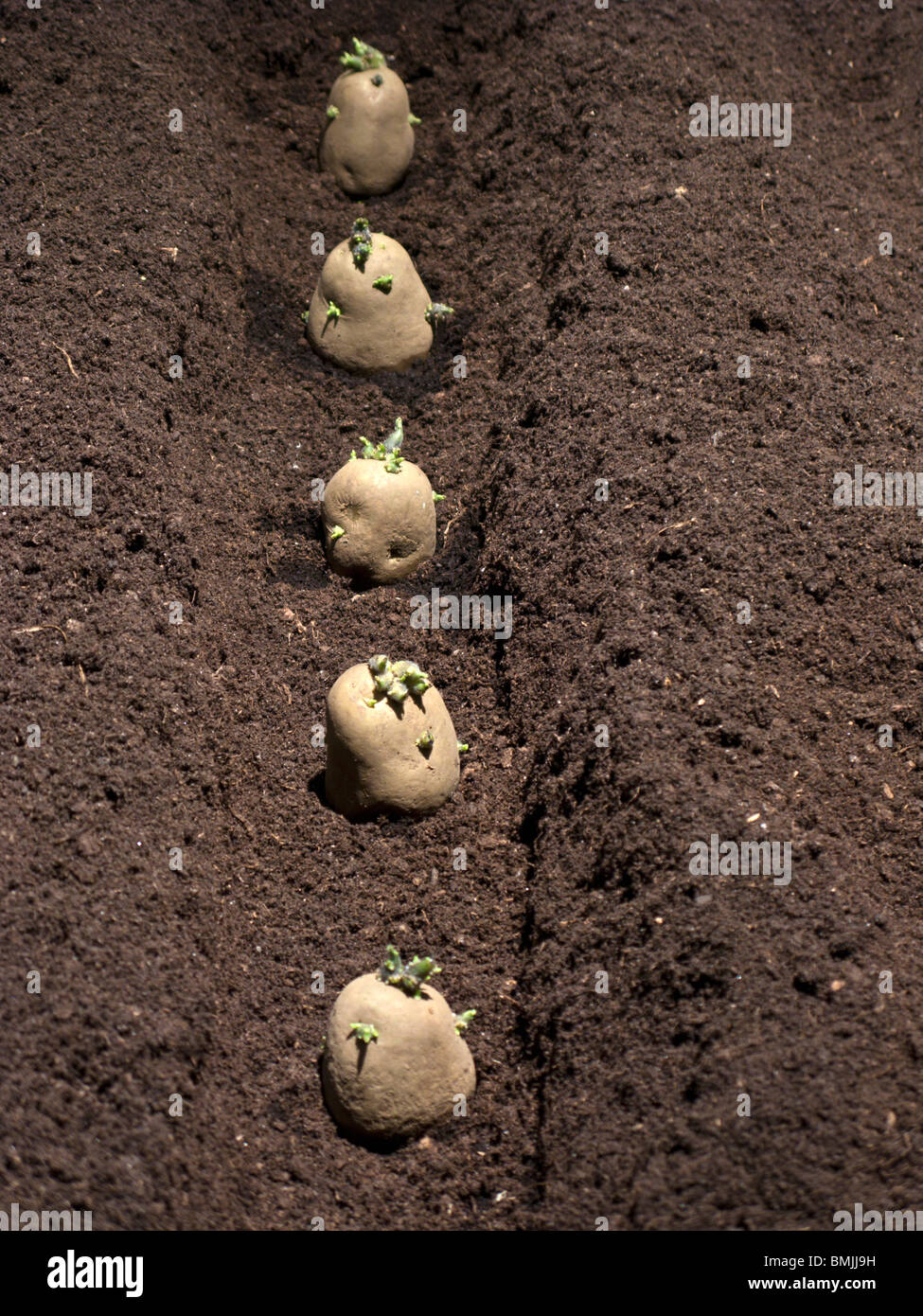 Potato With Soil High Resolution Stock Photography and Images - Alamy