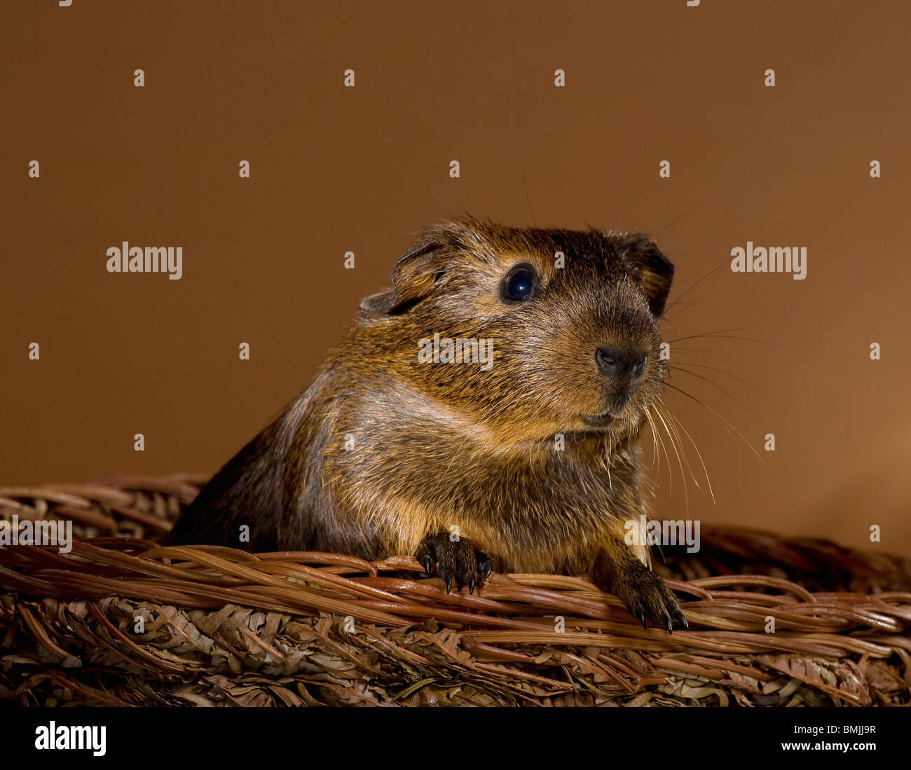smooth-haired guine pig (agouti Stock Photo - Alamy