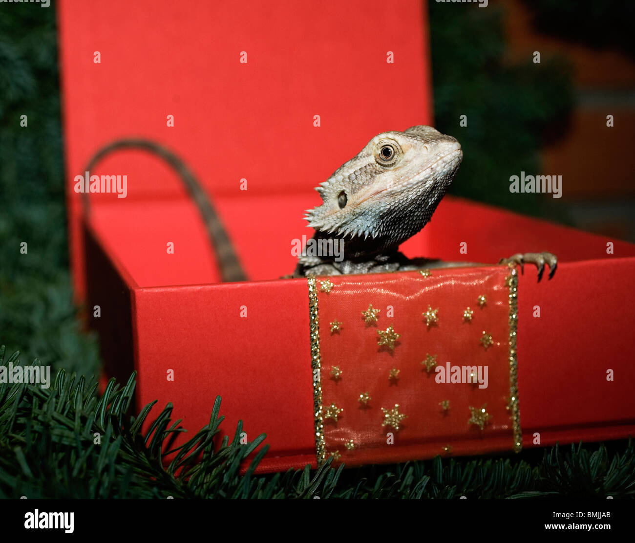 Bearded dragon in box hi-res stock photography and images - Alamy