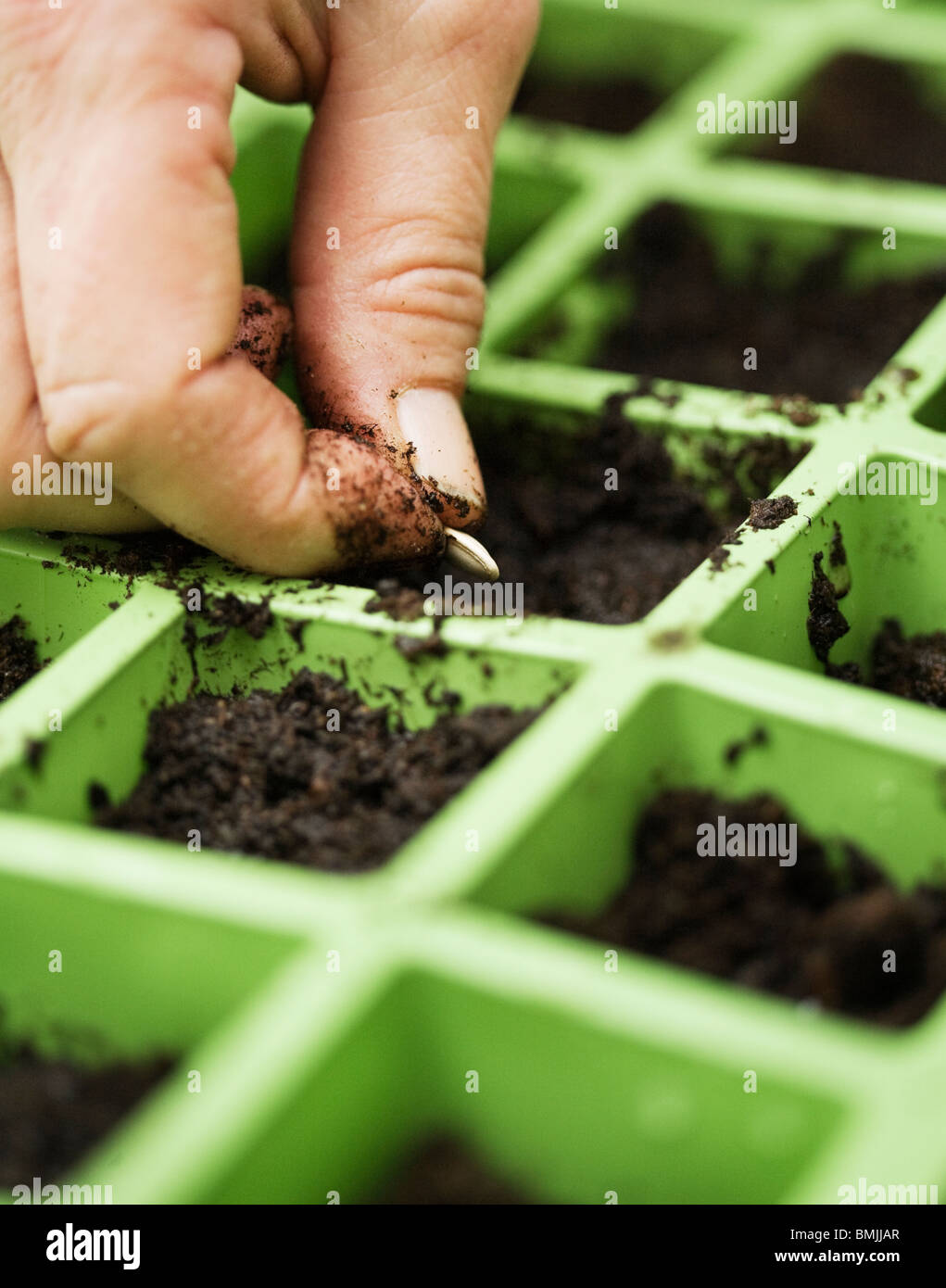 Scandinavia, Sweden, Stockholm, Finger planting squash seed, close-up ...