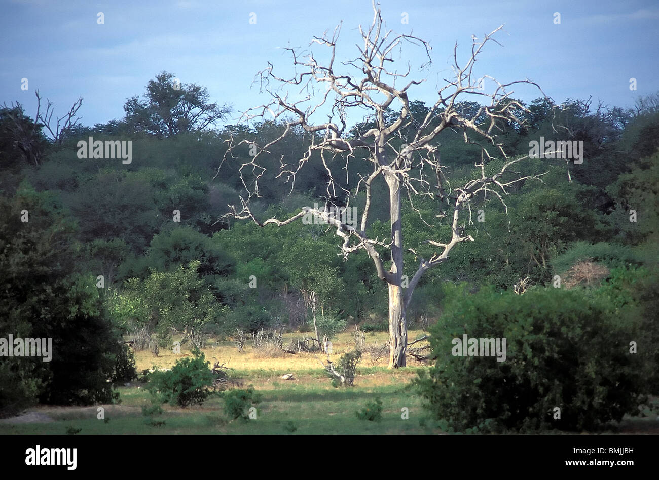 Dried out tree in Chobe National Park, North-West District, Botswana ...