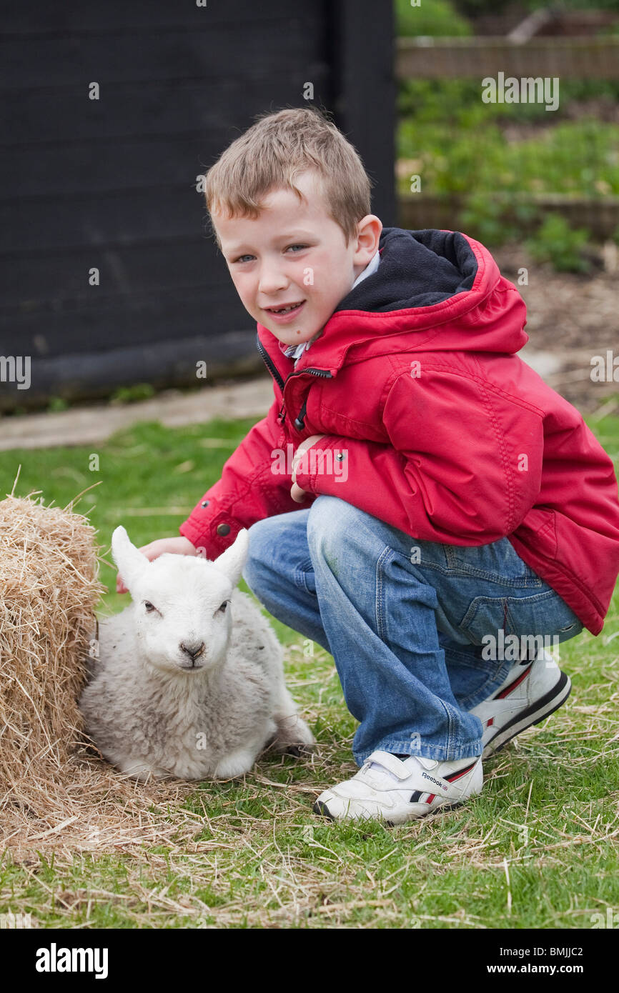 A young boy petting a lamb at a country park in Lincolnshire, England ...