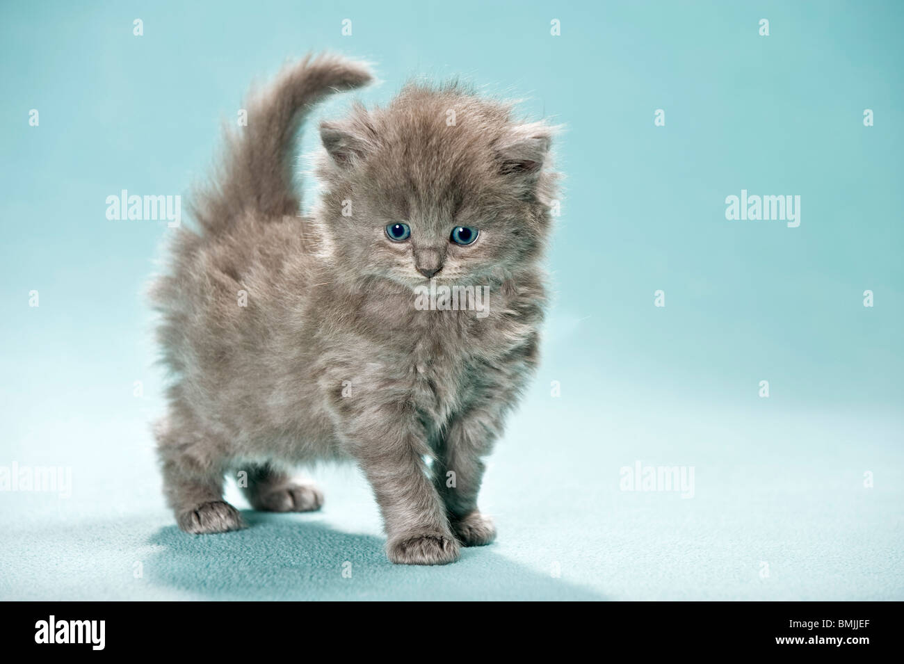 Highlander cat hi-res stock photography and images - Alamy