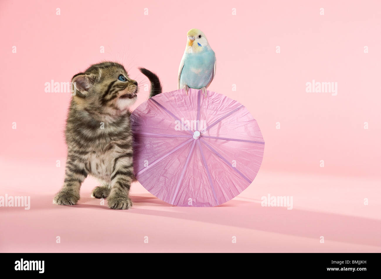 Budgie friends hi-res stock photography and images - Alamy