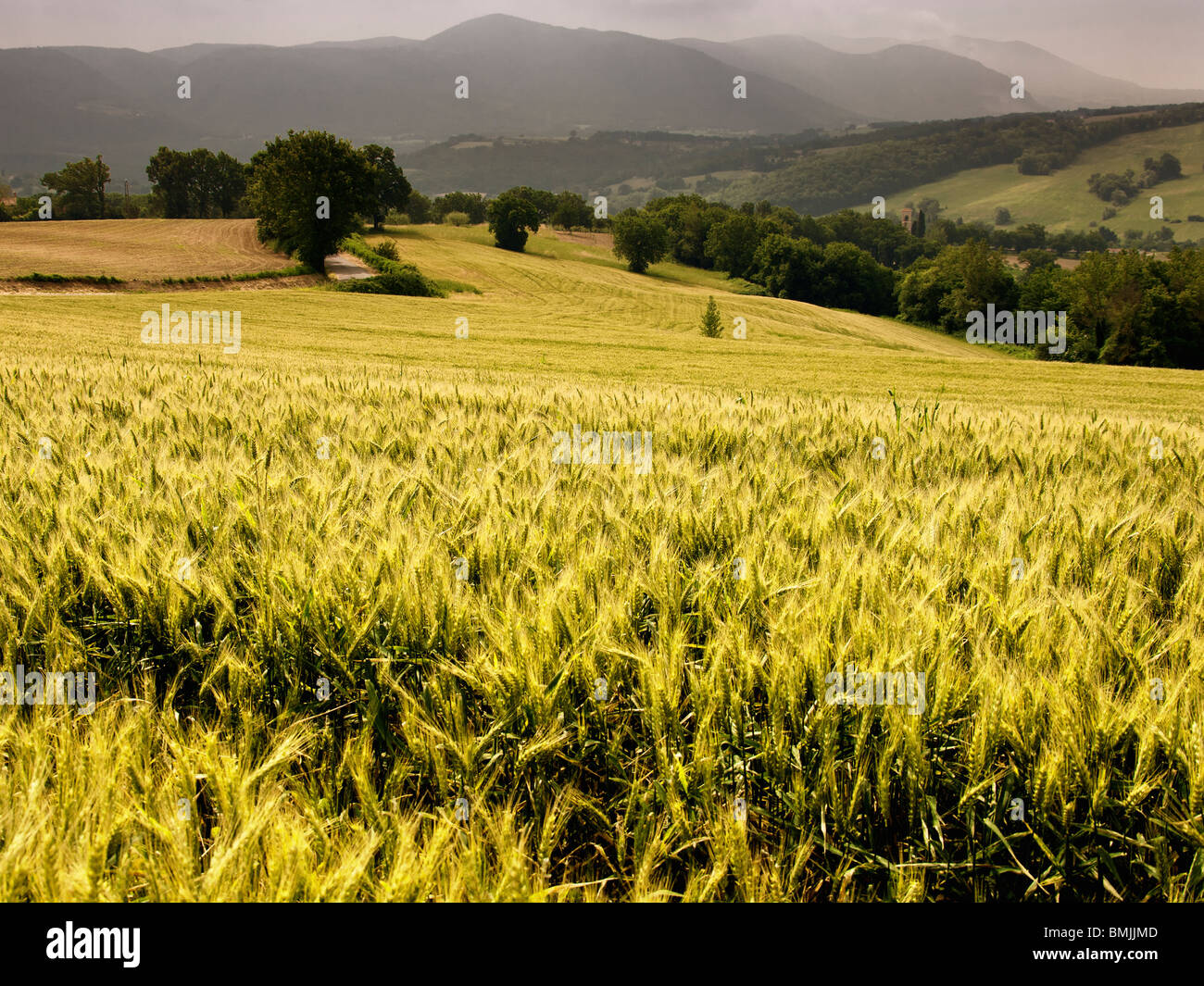 wheat field, Umbria, Italy, Europe Stock Photo - Alamy