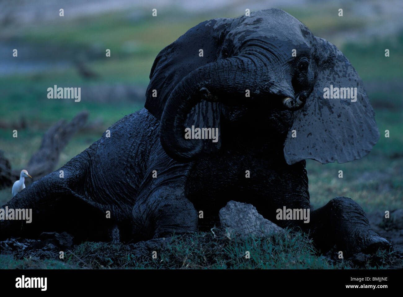 Wallows in mud hi-res stock photography and images - Alamy