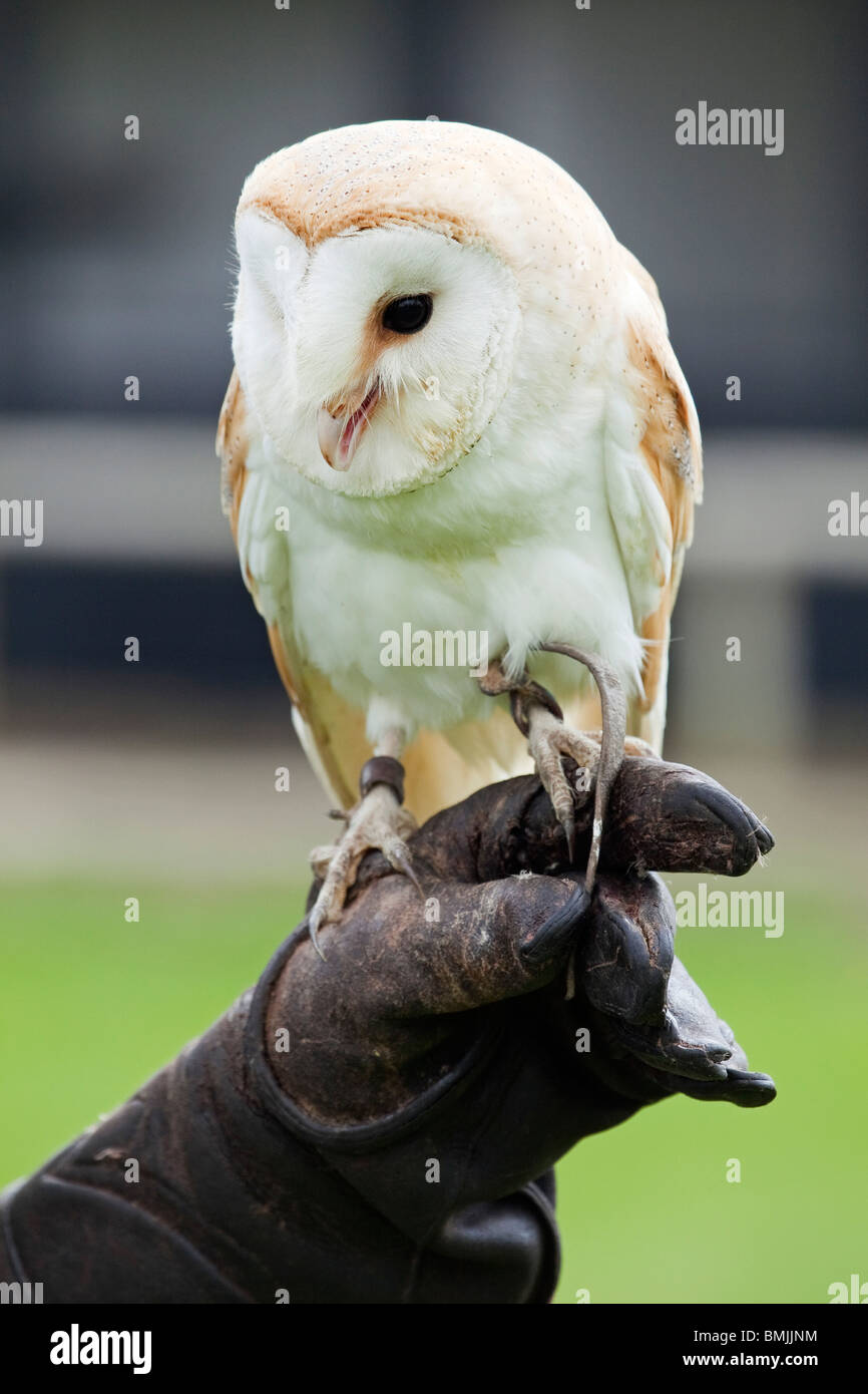 A young Barn Owl sitting on its trainers gloved hand Stock Photo - Alamy