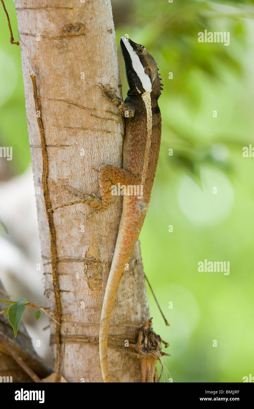 Lizard climbing up a tree Northern Territory Australia Stock Photo - Alamy