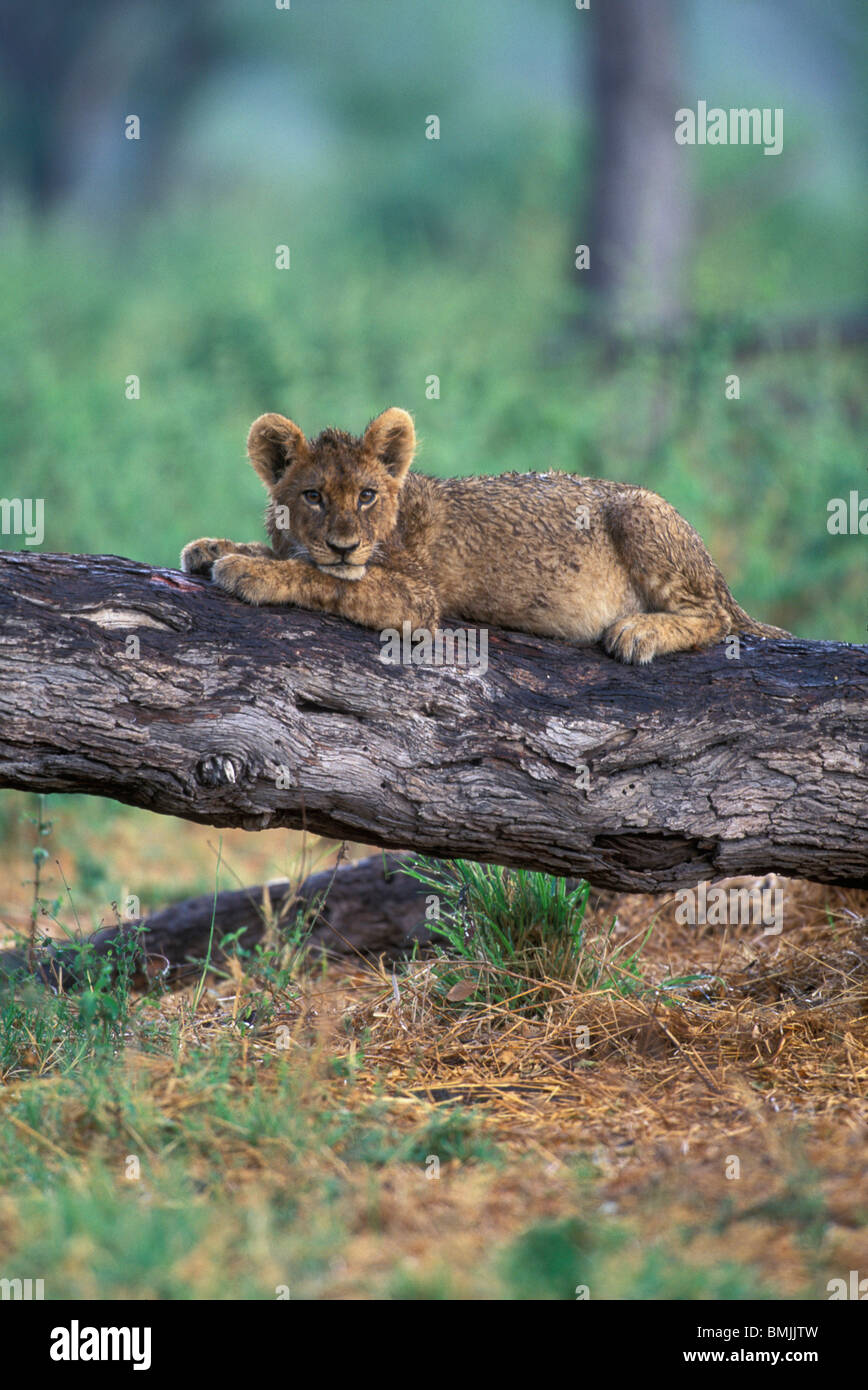 Cub lying on tree trunk hi-res stock photography and images - Alamy