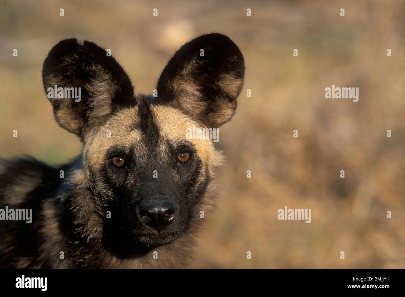 Close up african wild dog face hi-res stock photography and images - Alamy