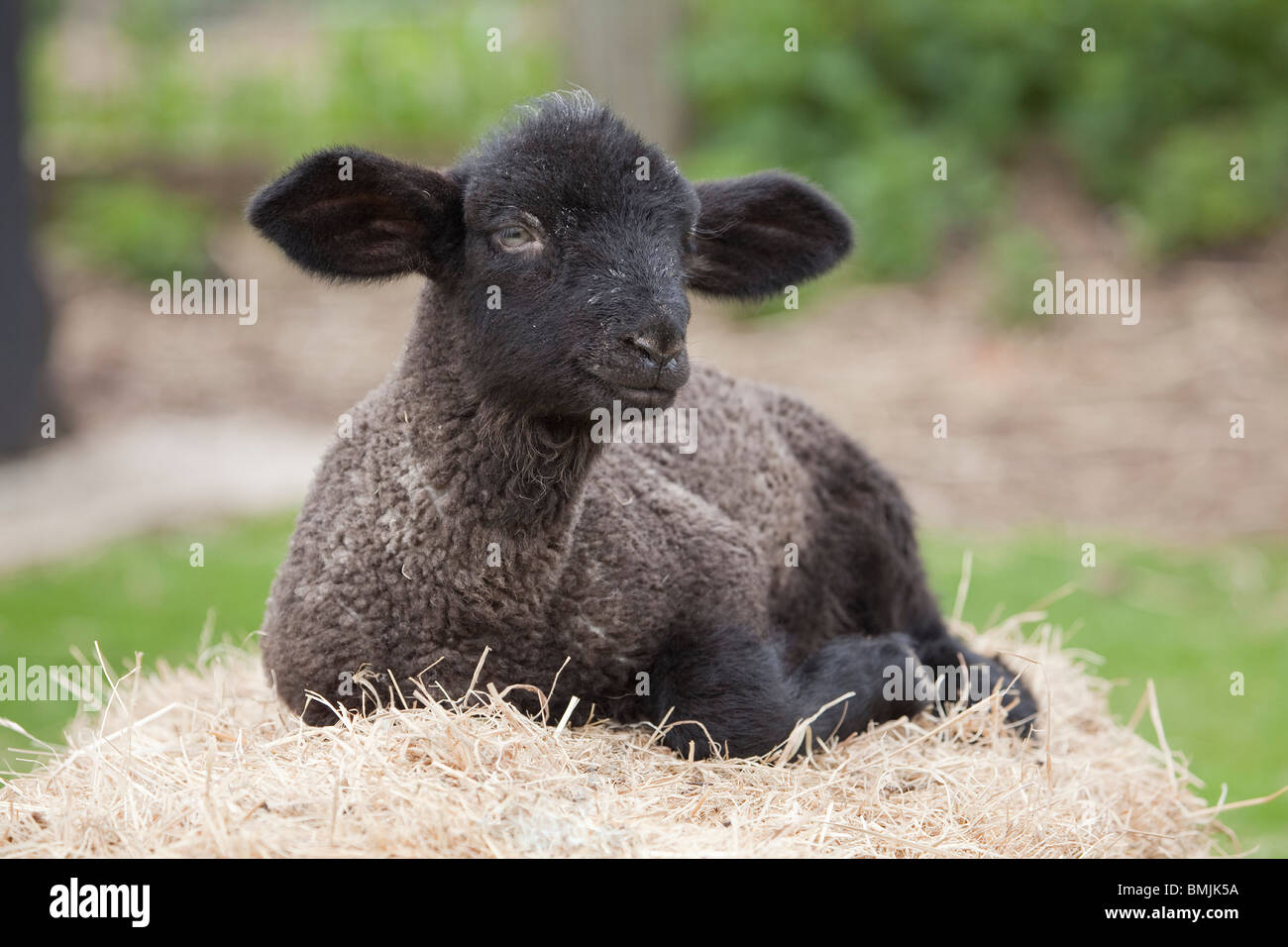 Black lamb hi-res stock photography and images - Alamy
