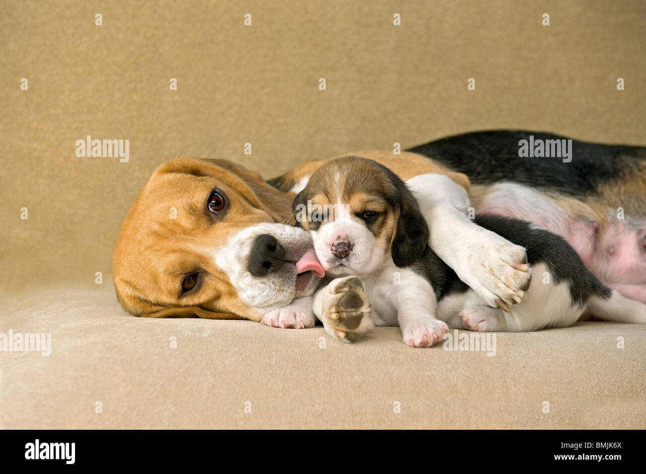 female Beagle dog and puppy Stock Photo - Alamy