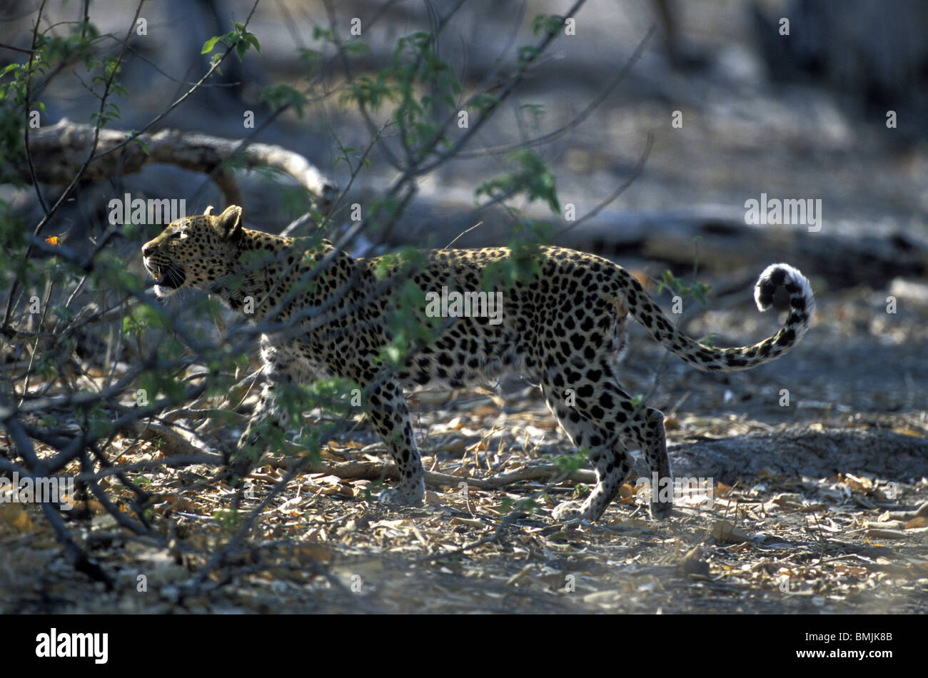 Botswana, Moremi Game Reserve, Adult Female Leopard (Panthera pardus ...