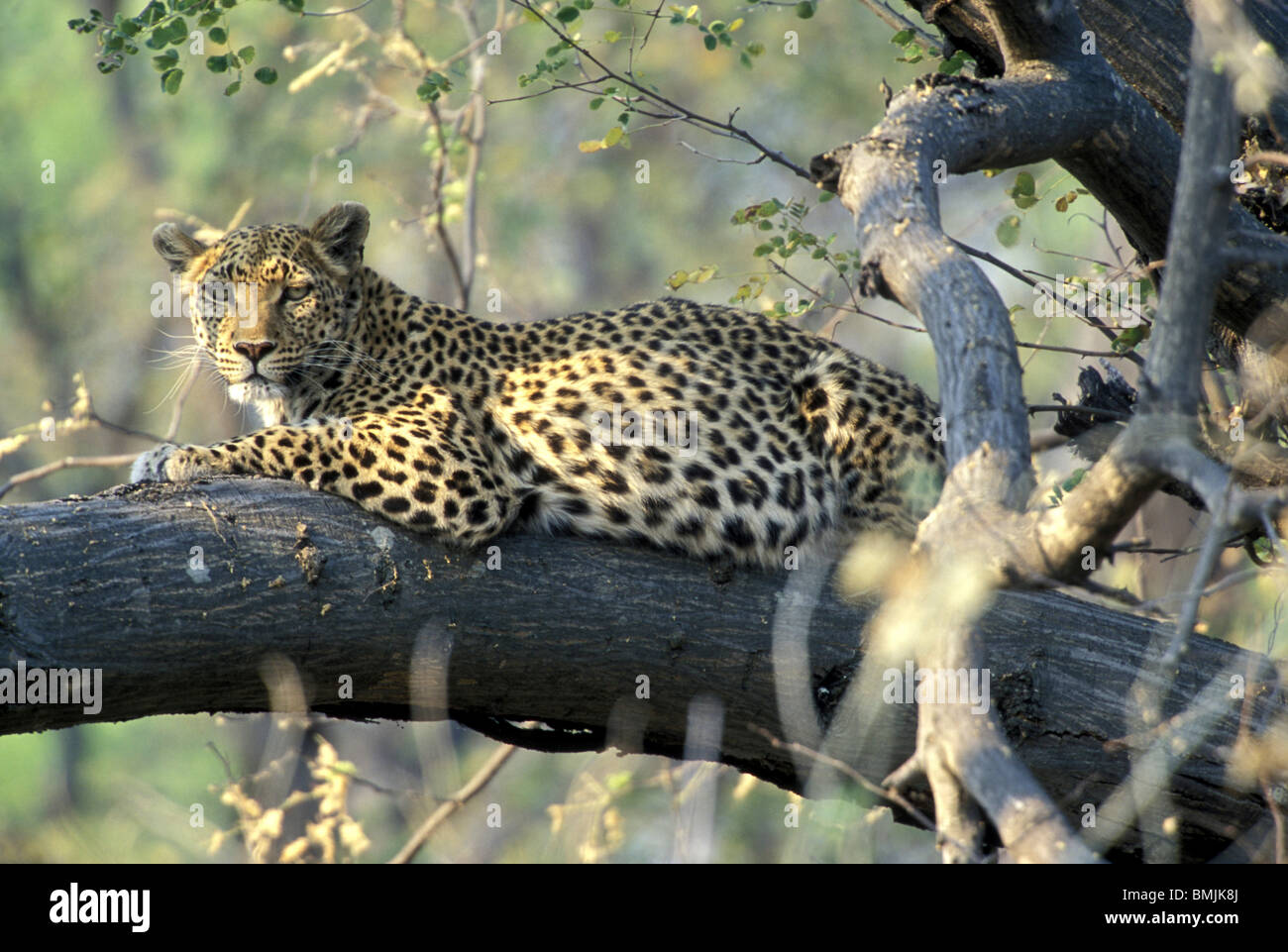 Botswana, Moremi Game Reserve, Adult Female Leopard (Panthera pardus ...