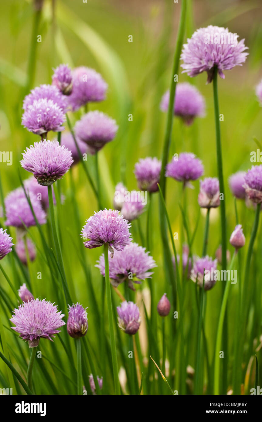 Late flowering allium hi-res stock photography and images - Alamy