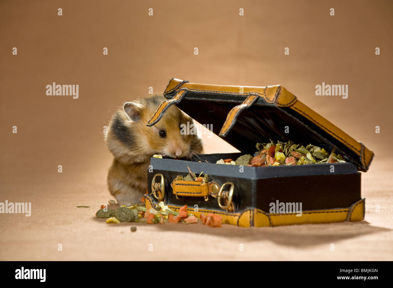 Goldenhamster at suitcase Stock Photo - Alamy