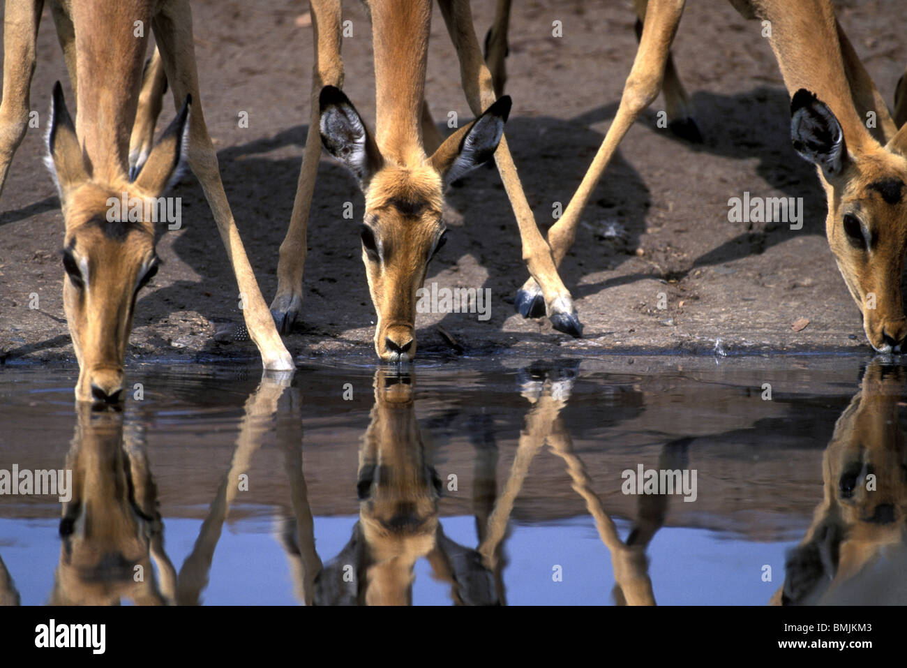 Female impala drinking water from hi-res stock photography and images ...