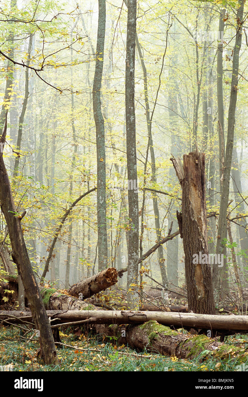 Virgin forests hi-res stock photography and images - Alamy