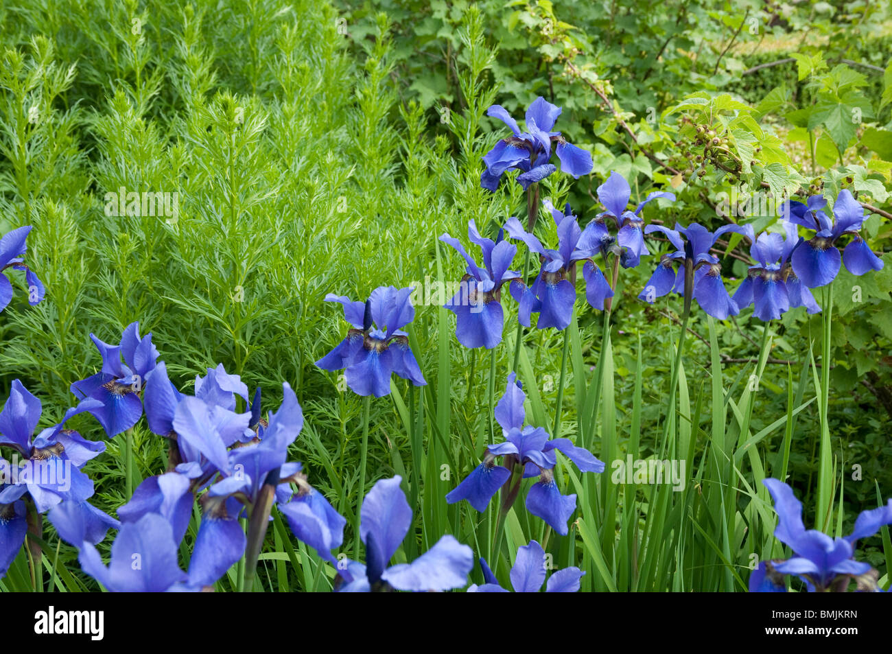 Stunning blue Iris in the borders at Bryan's Ground garden, Stapleton ...